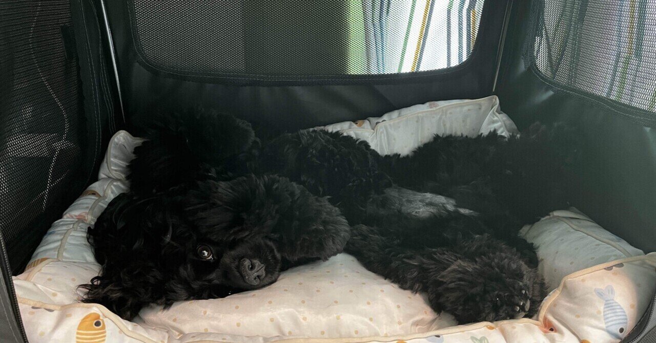 ぐりちゃんとおやぶん｜EMI｜note