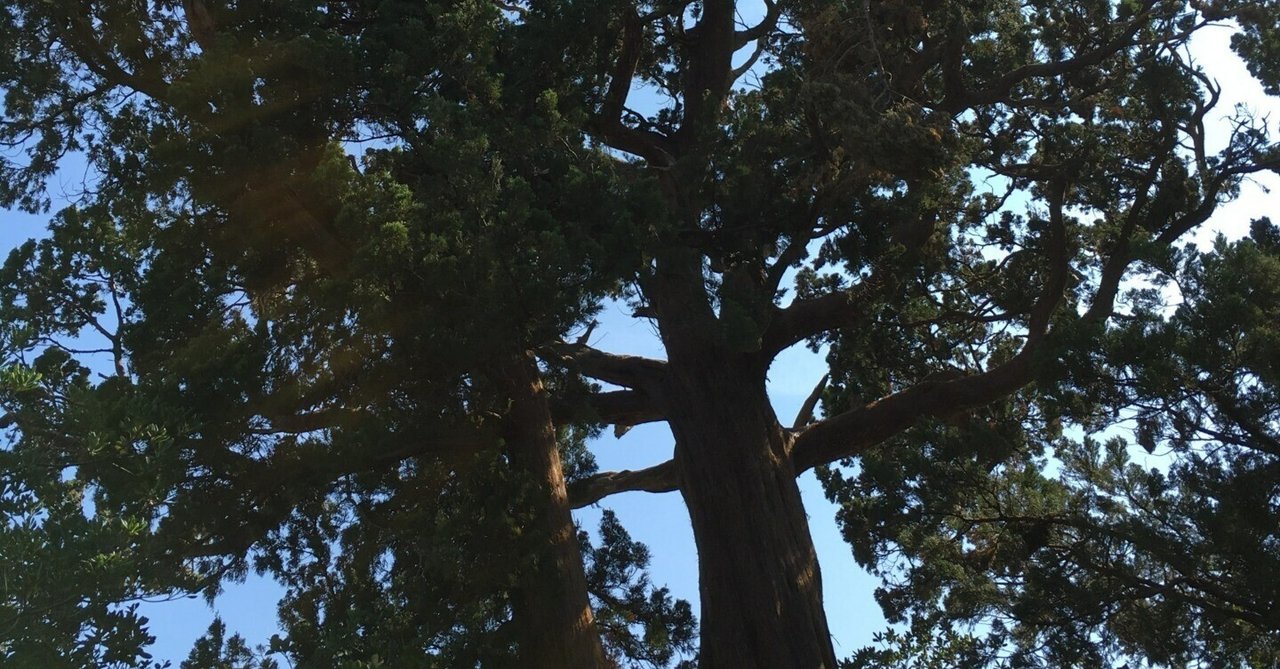 Opening my first note.｜Sana｜note