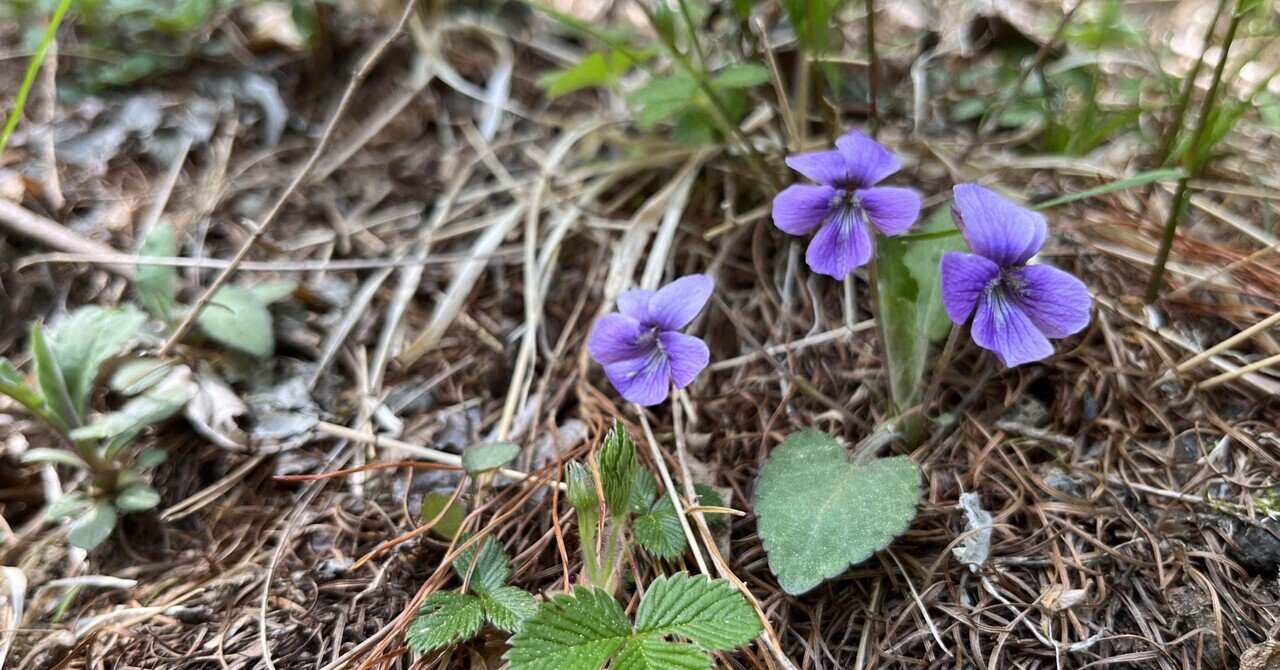 No.113 「おさるのジョージ」で英語の発音練習｜Masa｜note