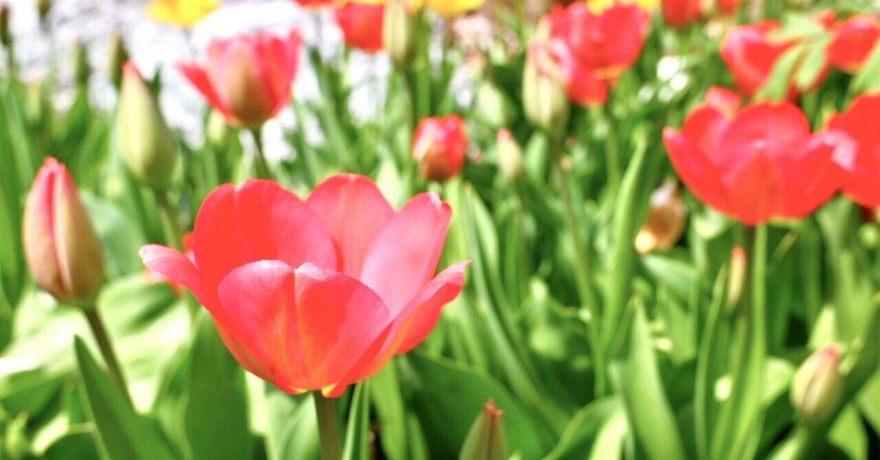 102/365｜mami｜note