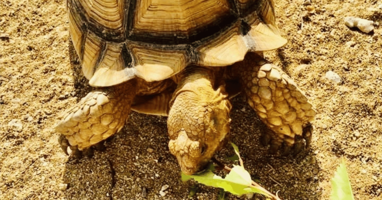 💙(sja030)『陸亀と鷲』和文読み上げショート動画を公開しました💙｜taka saito｜note