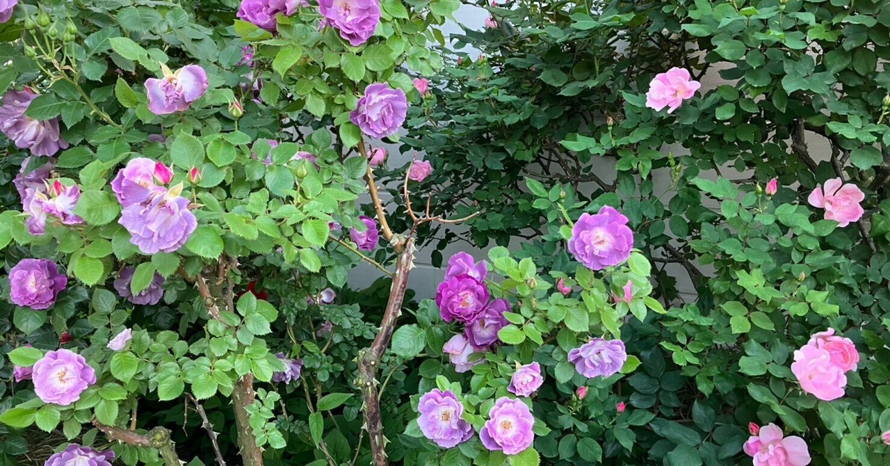 ライトワーカーのつぶやき（平和なnote村の住人･･）｜mother_yuuki