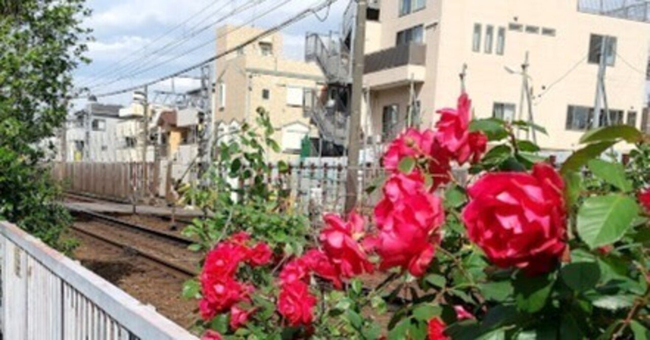 ゴ－ルデンウィ－ク明け｜下町を愛するシニア