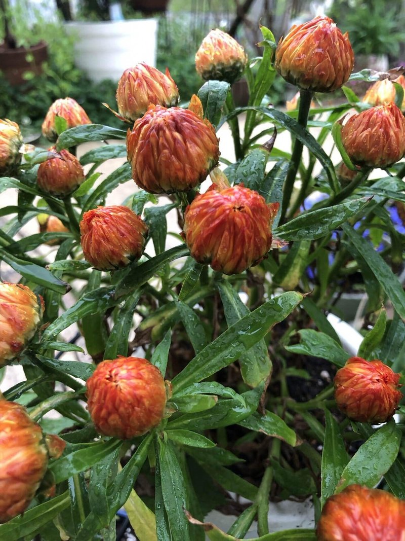 降っても晴れても♪ドライにいこう♪｜Yumeka.yy｜note