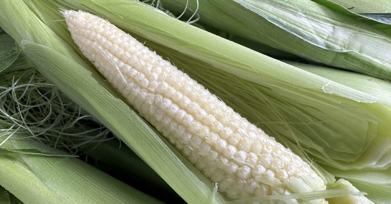 2023とうもろこし(5)ベビーコーンの詰め放題！｜NicePapa 平野 尚志