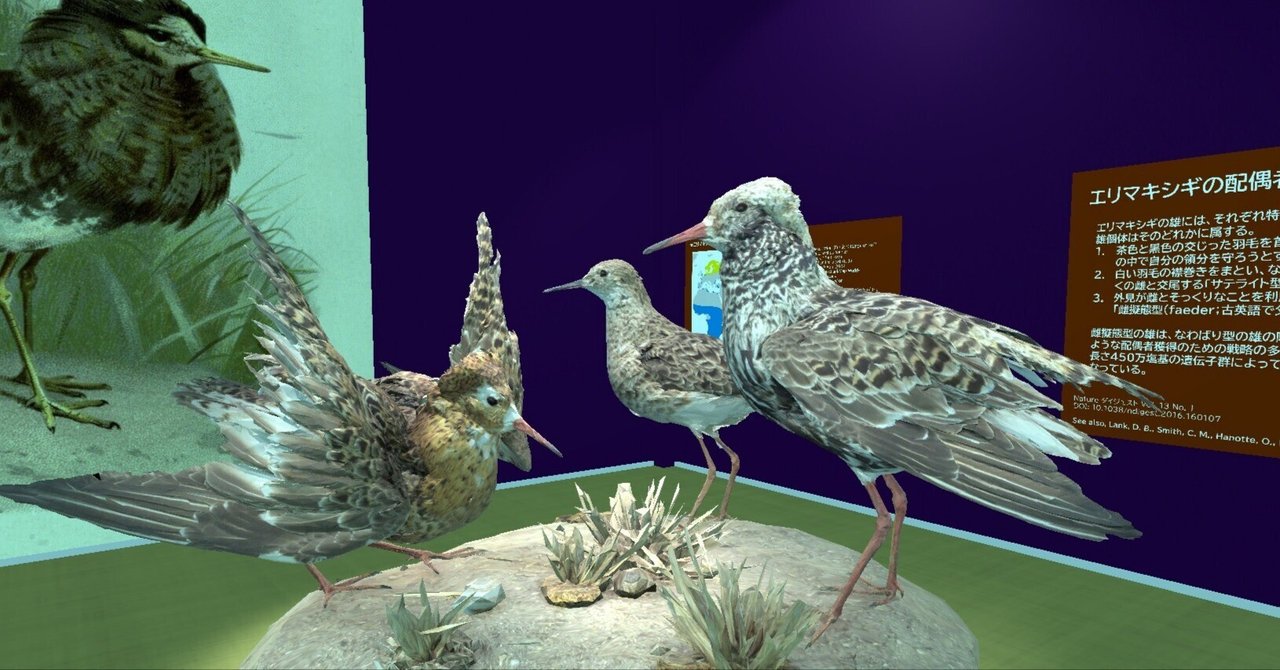 【バーチャルミュージアム】超遺伝子が決める繁殖戦略「エリマキシギ」｜Virtualion Inc.
