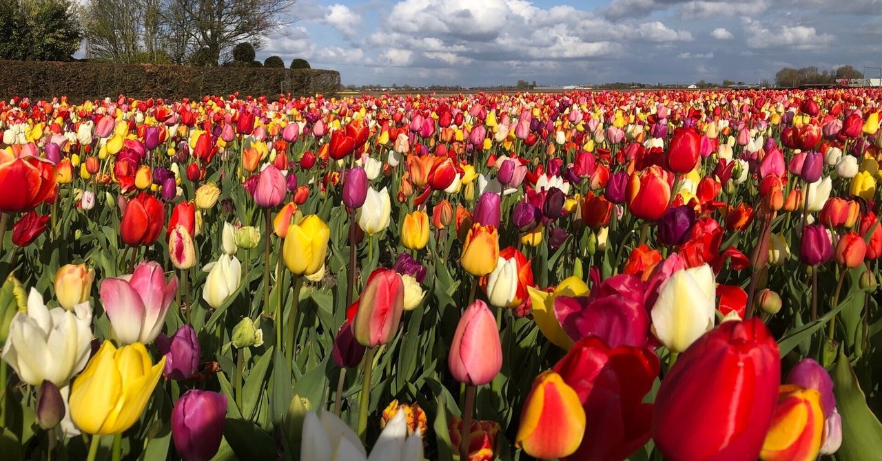 Etsuko オランダ在住ライター｜note