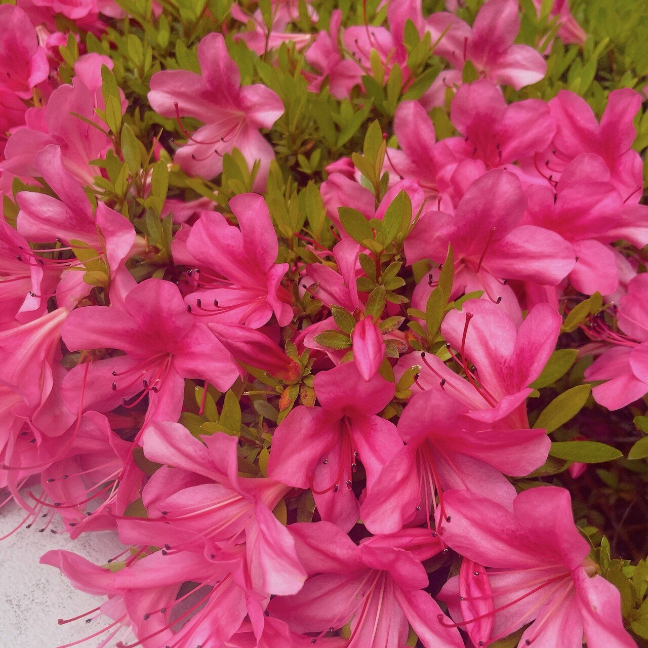 『大雨』の朝です。 店舗を5日ぶりに開けるわけですが・・。浦島太郎状態なので リハビリにピッタリの日です。 みんなも、のんびりと生活リズムを取り戻していきましょー！ いってらっしゃーい。 また ...