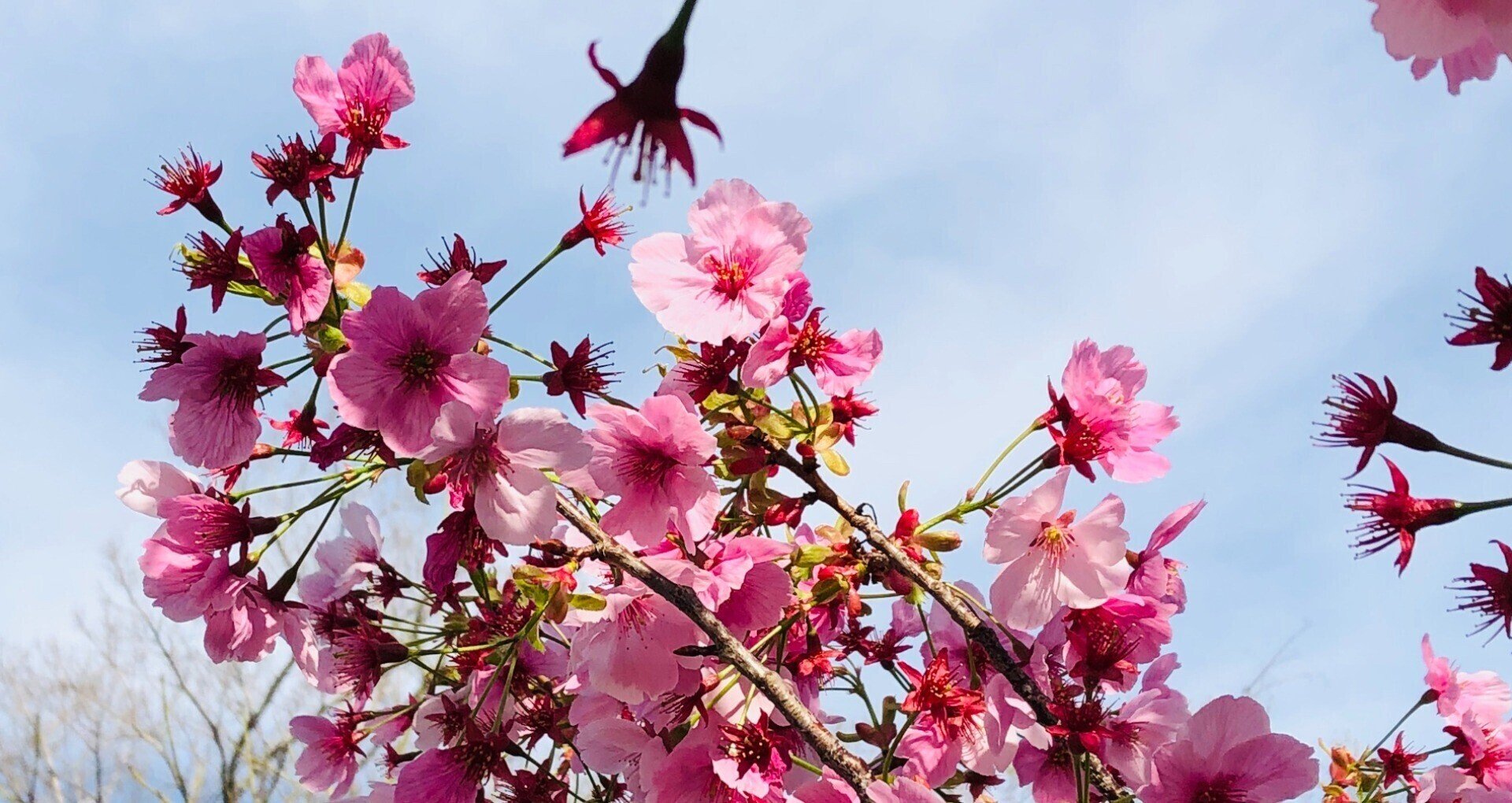 Photo de Tanka & Haiku -写真で575(77)｜note