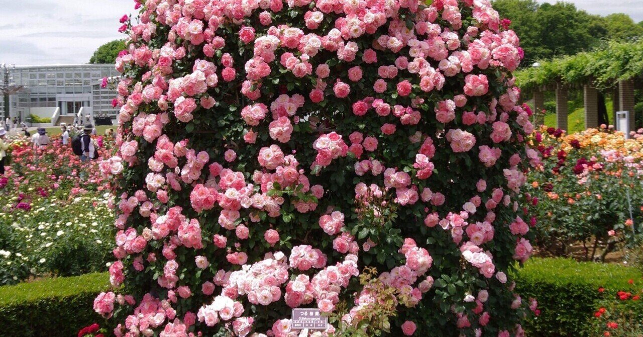 足し算(軽度知的障害) ①｜kosodate_handi