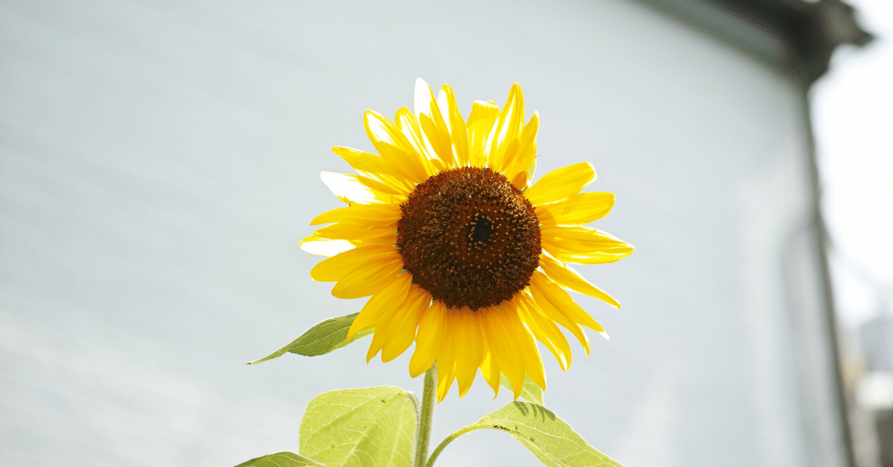 企画プロセスを標準化すること｜横手直樹 naoki yokote