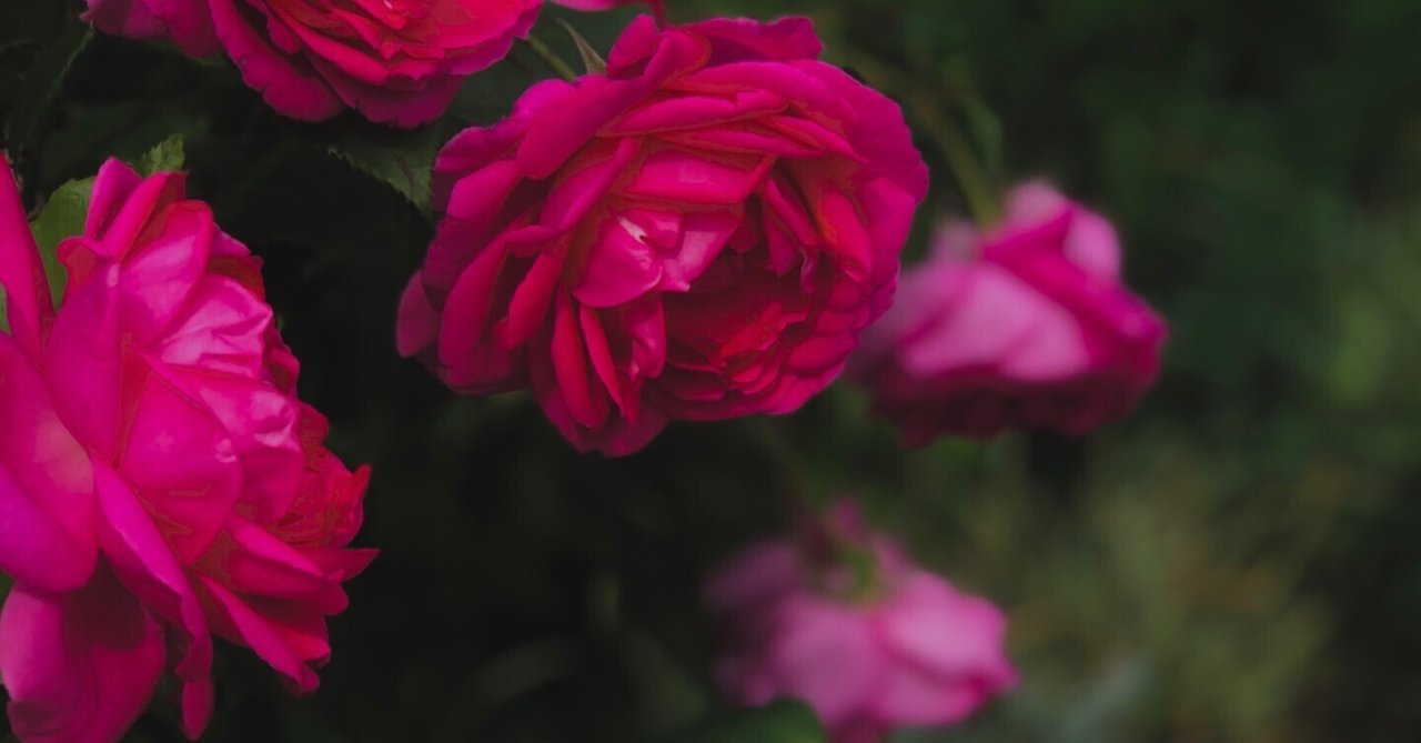 モニターは受付終了しました｜Yoshie / Petit Lapin