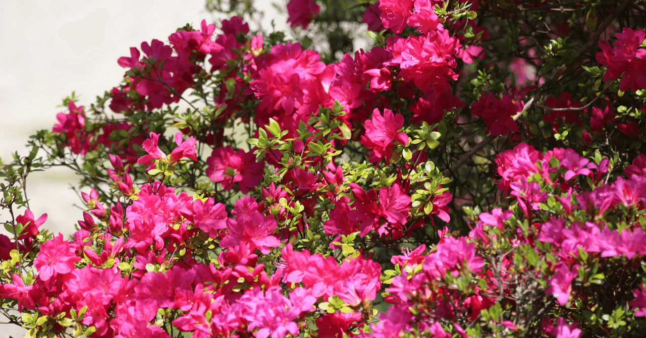 Linux Lite｜blue06_2022