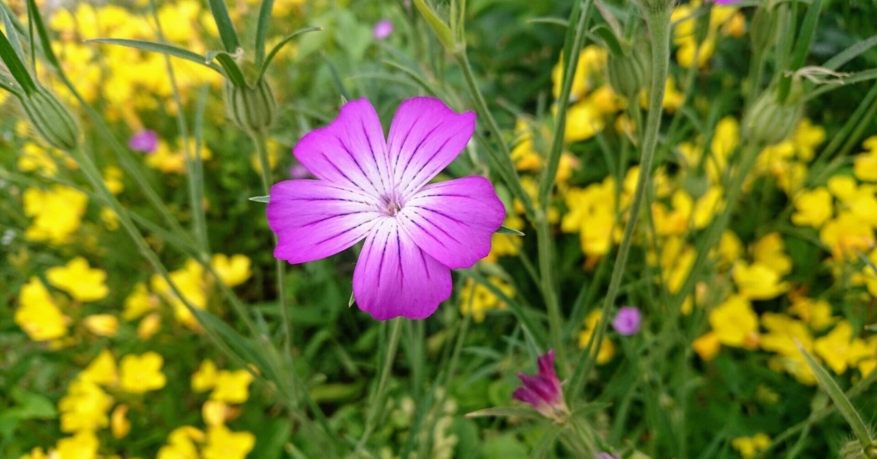 奇跡講座WB実践313 今、新しい知覚が私に訪れますように｜(Linp&Ruru)本当の自分を知り、本当の自分として生きる