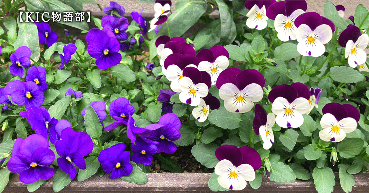 【紫の濡れ衣】｜【KIC物語部】