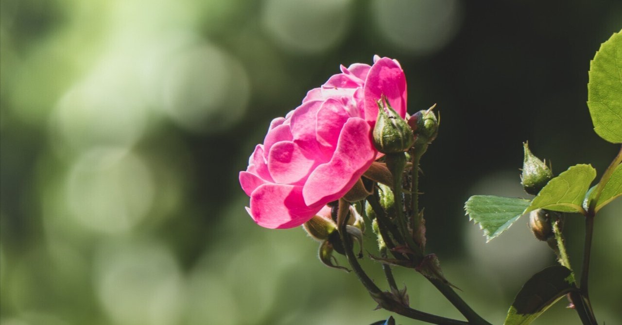綻ぶ蕾と薔薇｜Takuya