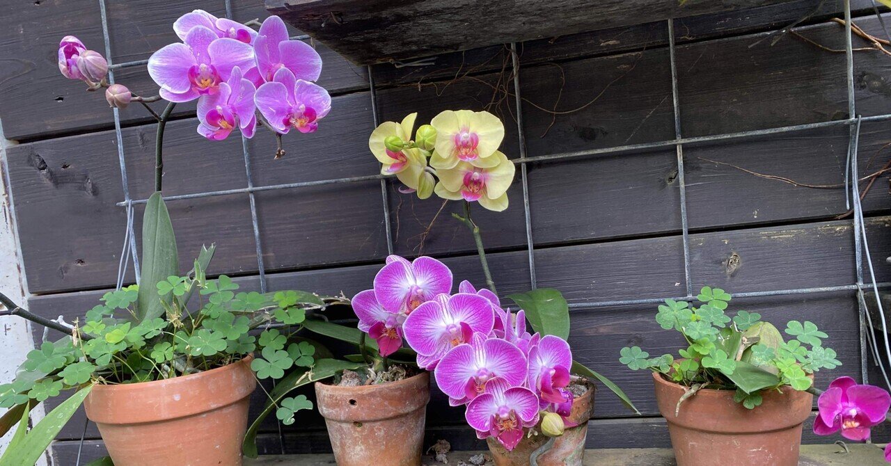 【みーなり、ちちなり｜沖縄タイムス唐獅子② 2011年8月8日掲載】｜Naoko Uchima