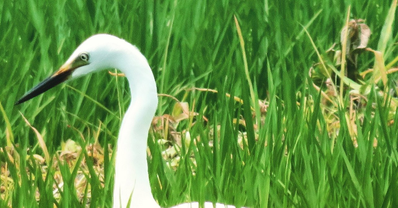 Google Birdでエゴサーチ的なことをしてみました。｜寺田雅影丸