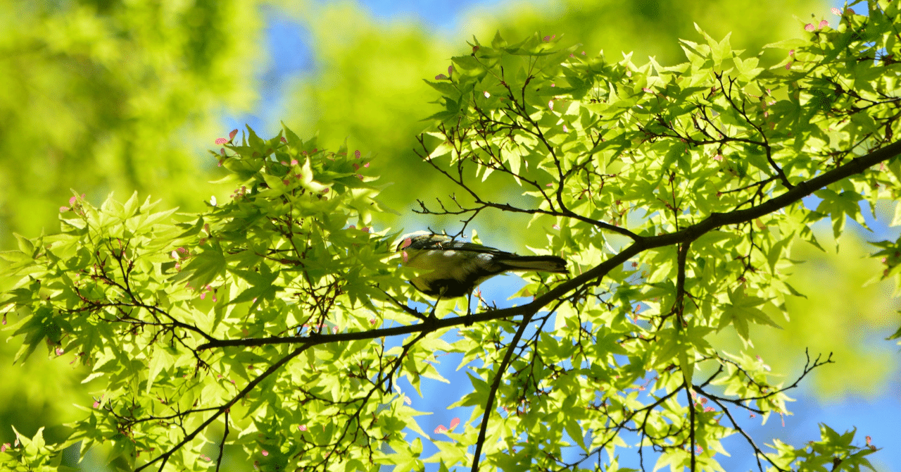2023年5月13日☆｜いにー☆Star☆Light
