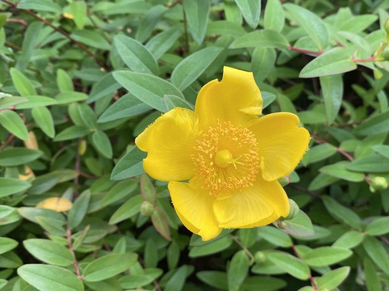 金糸梅｜之哲／Yuki Satoru