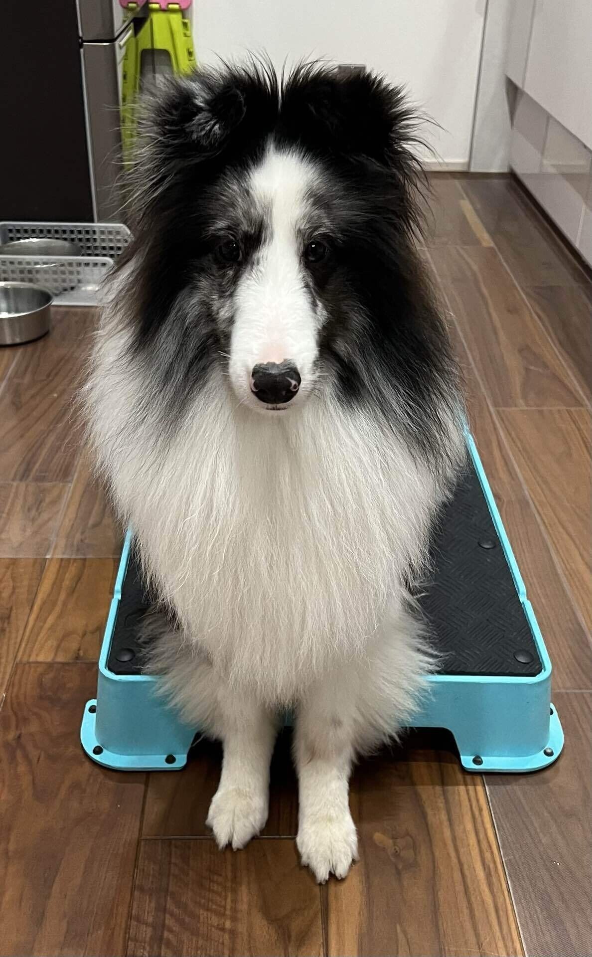 YUKIのアジリティ記録step5&6｜emitomohe