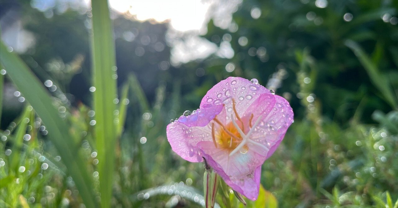美しい瞬間は孤独で、愛にあふれてる｜awai Sou / 佐藤 草 ともにいのちを生きる