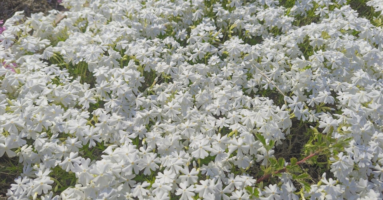 TypeScript 入門の記録（53）プロを目指す人のためのTypeScript入門（37）関数型の部分型関係｜jnkykn