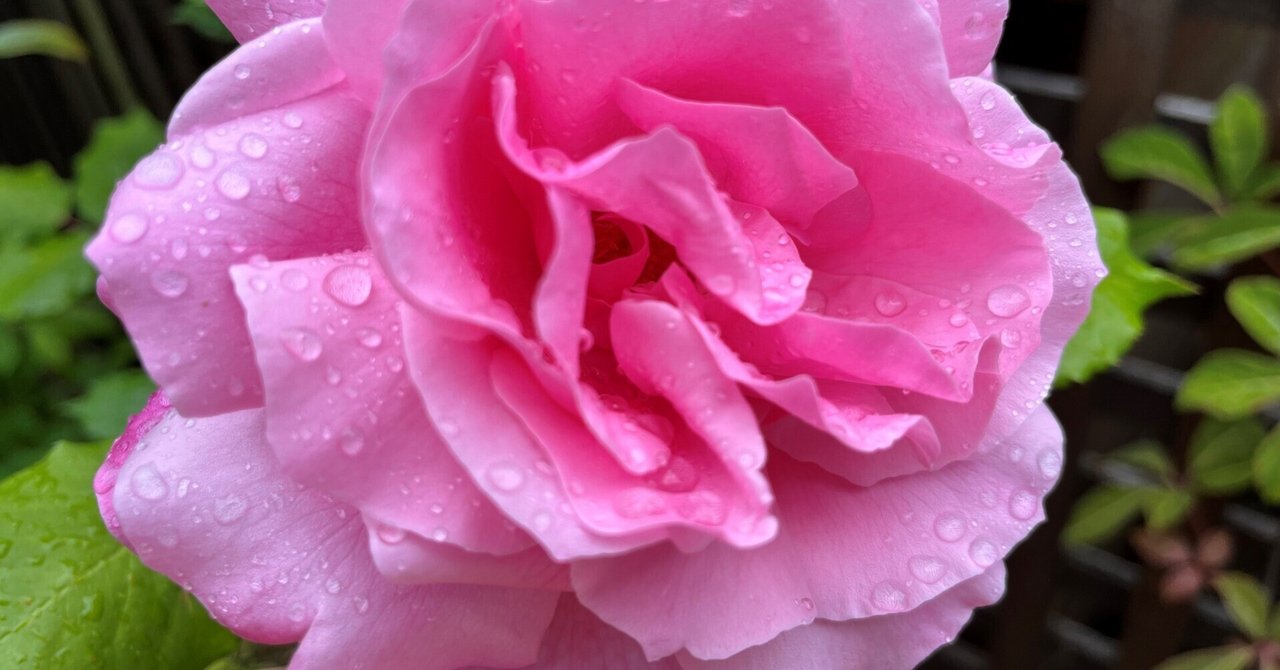 今日の1枚（2023/5/13）｜Chikako