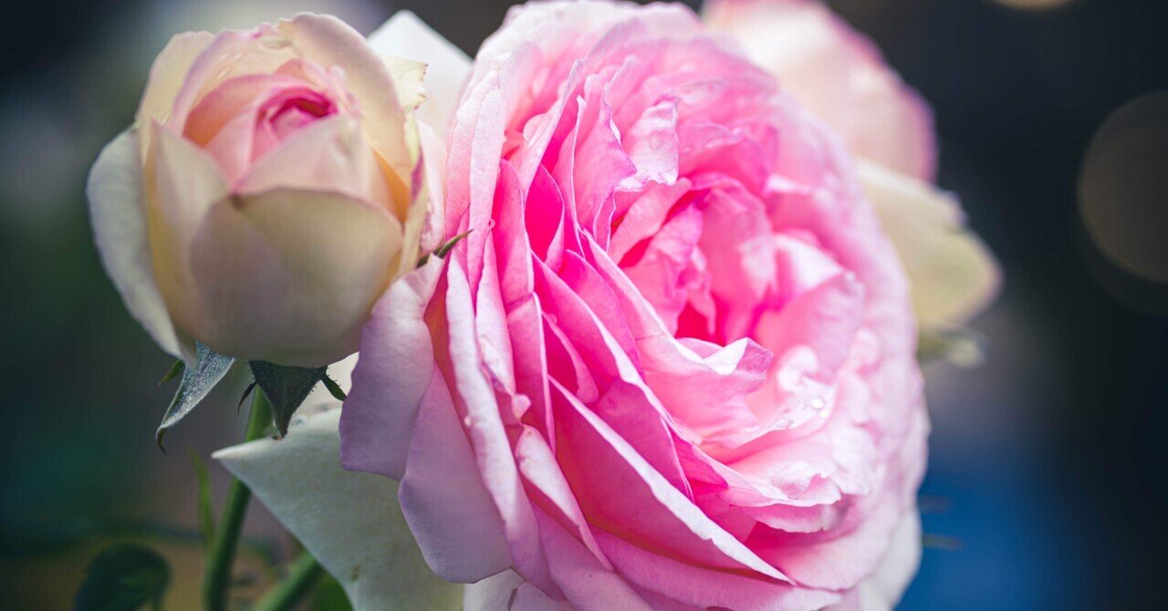 雨上がりの薔薇｜Takuya