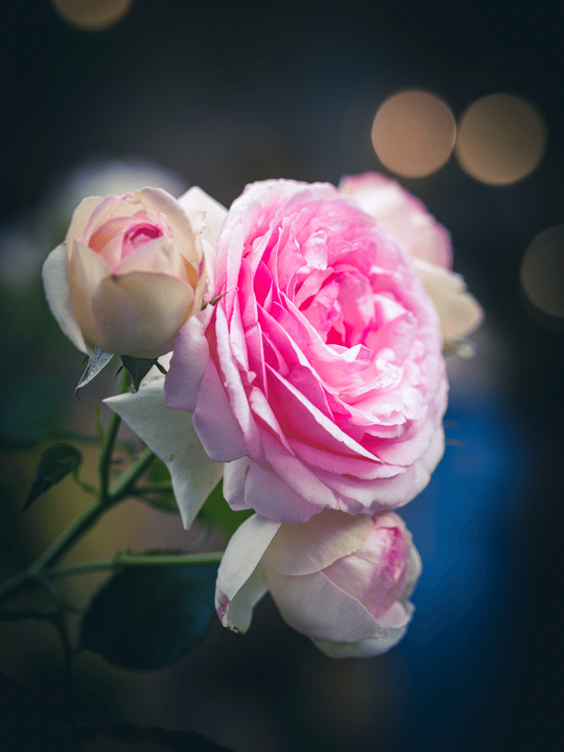 雨上がりの薔薇｜Takuya