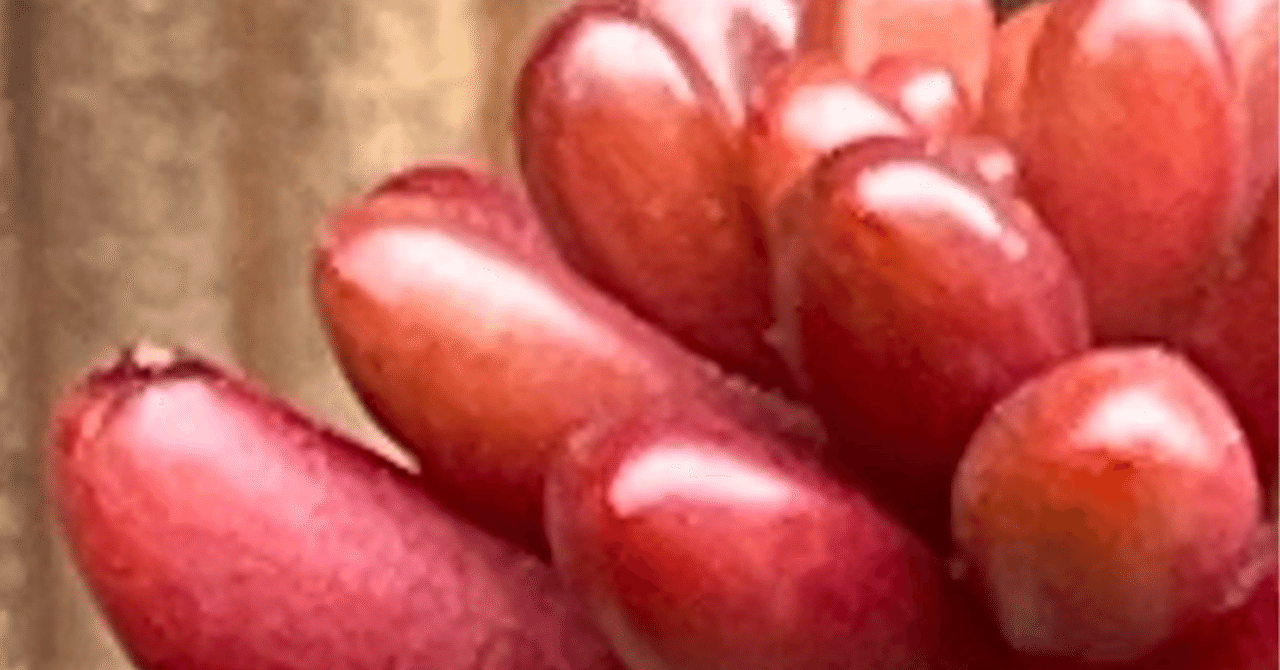 JERRY BEAN PLANT｜EGGSEED