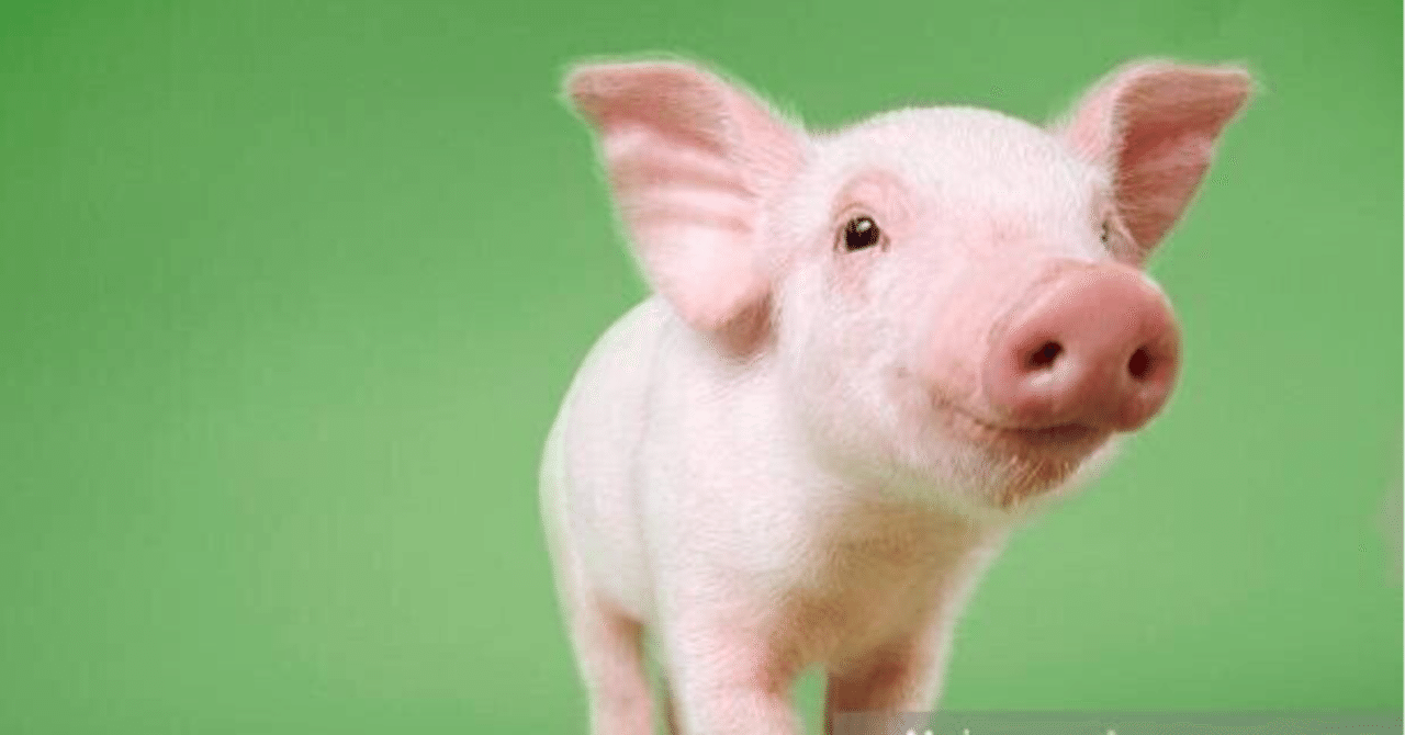 三分豚足①｜shibakaoruko