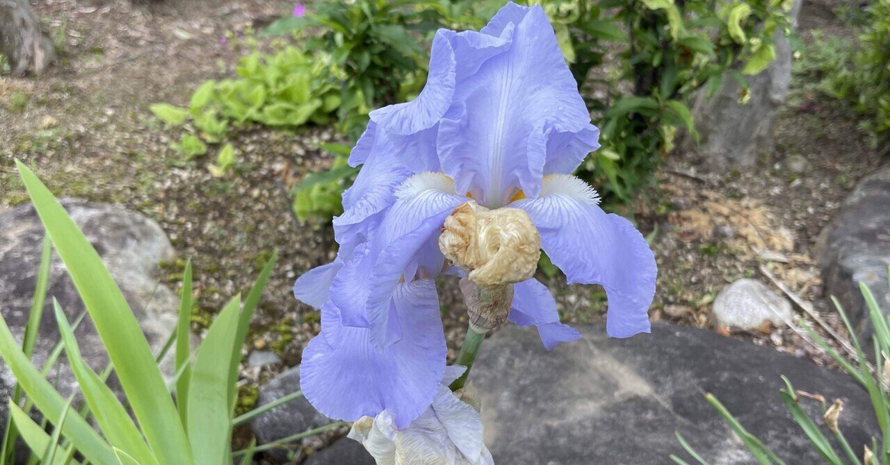 バルーンバ人｜wakaba