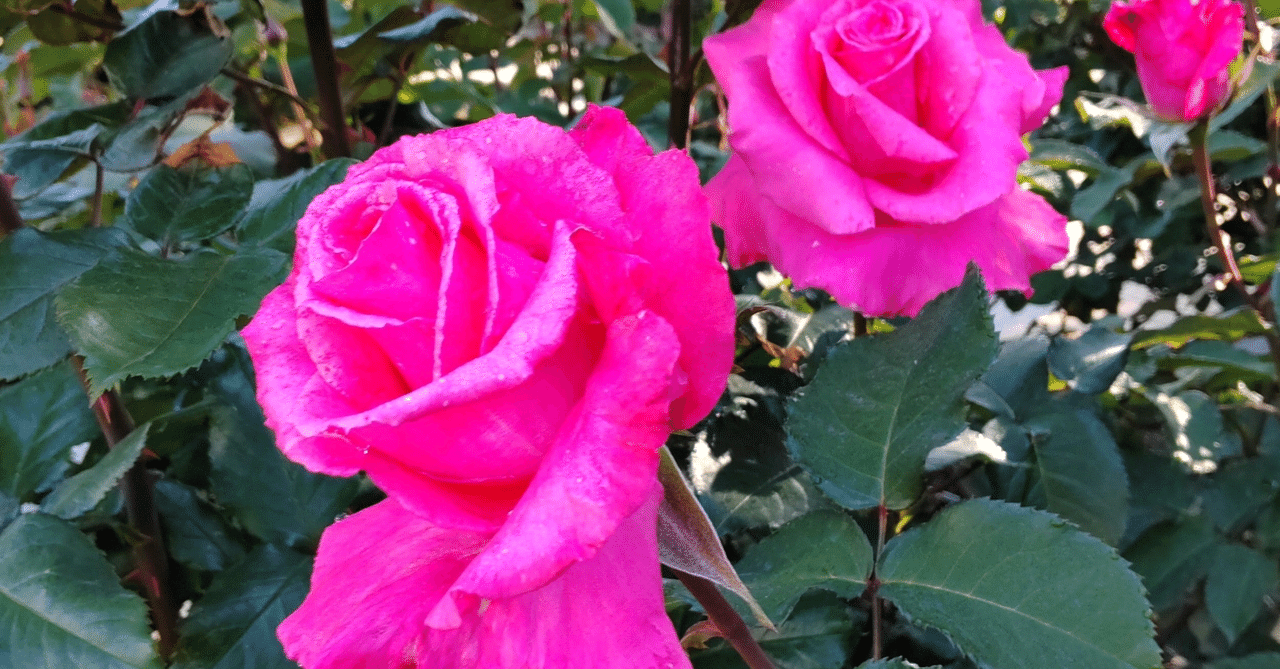 zorin 画像｜blue06_2022