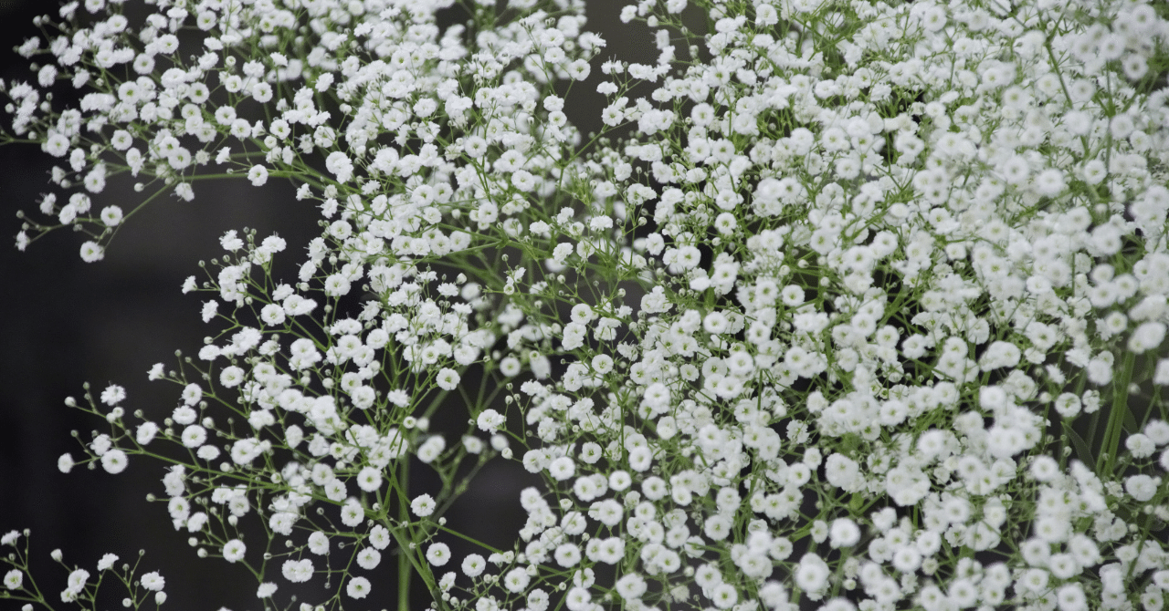 Hiromu CANTERA｜note