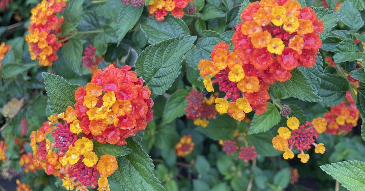 きょうはなにかな｜kazham