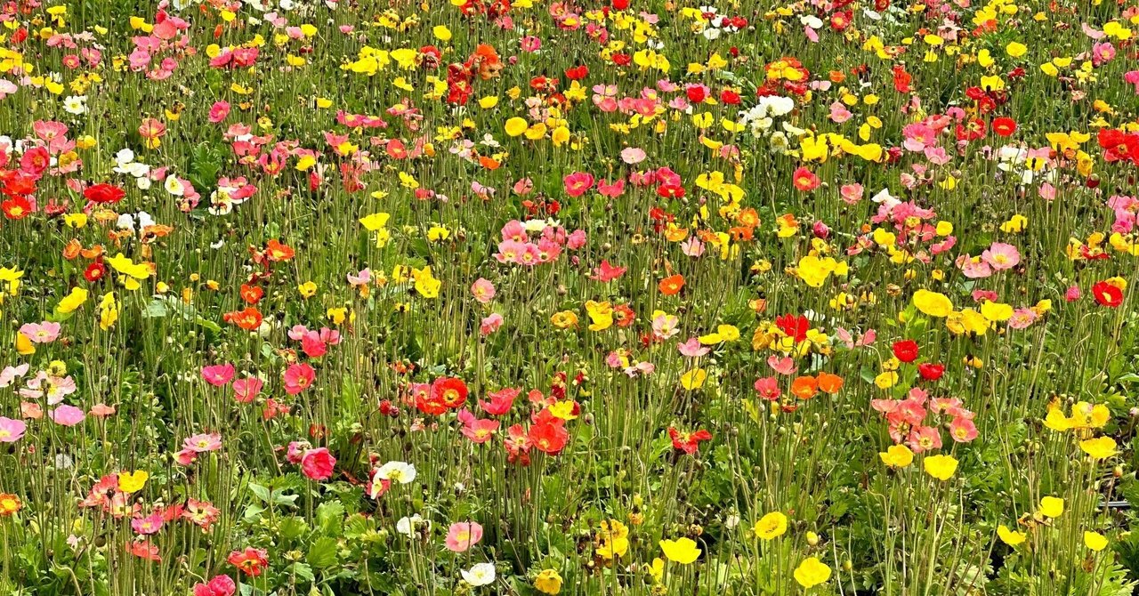 今年のフェアリーの棲むお庭｜森埜猩猩