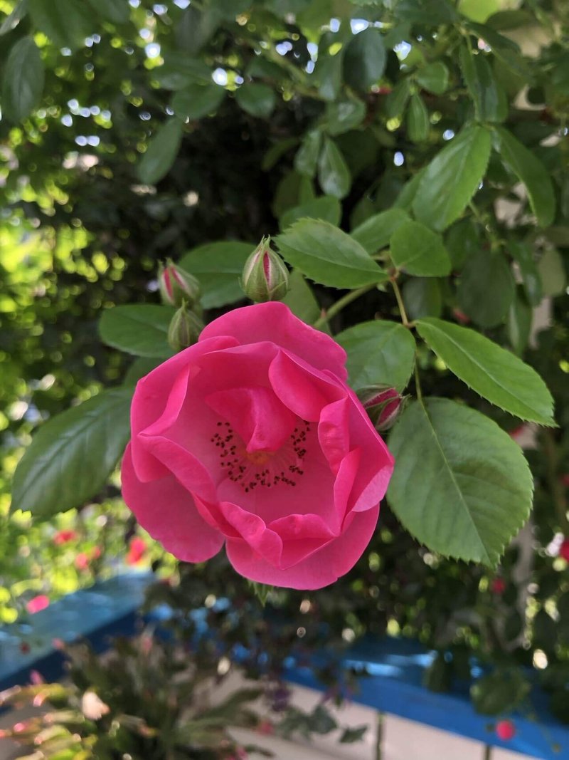 女性の名前を冠したバラたち｜ユメカ（Yumeka.yy）