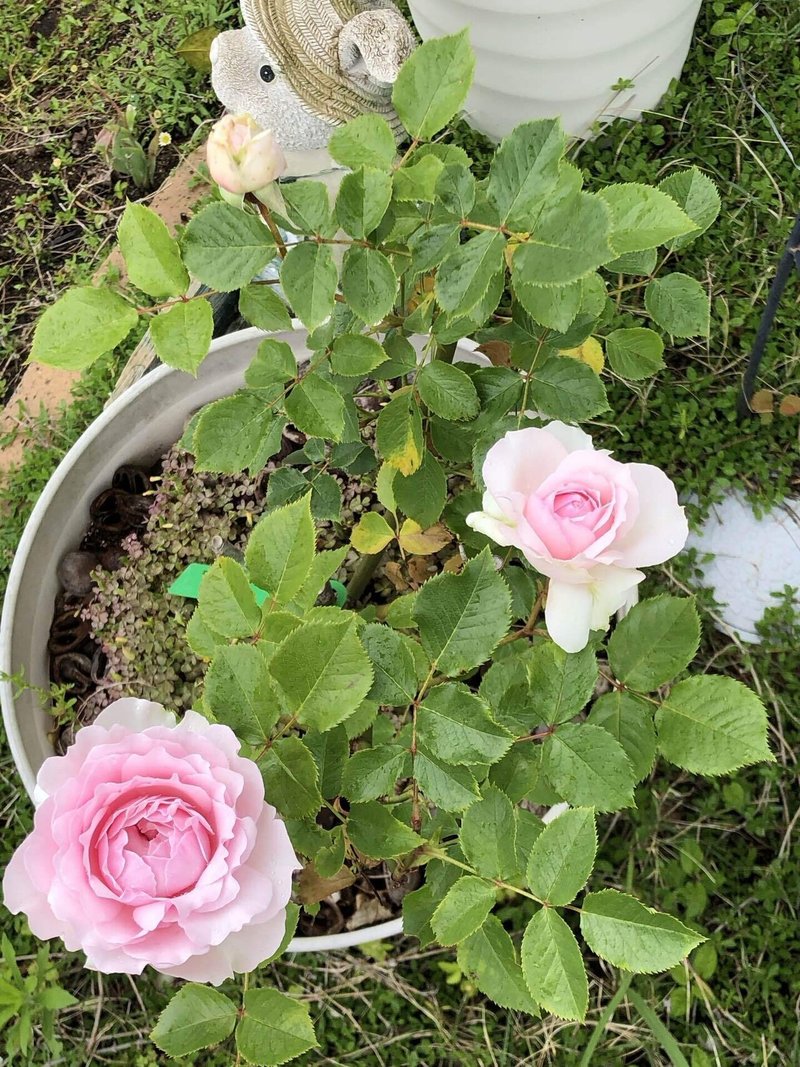 女性の名前を冠したバラたち｜ユメカ（Yumeka.yy）