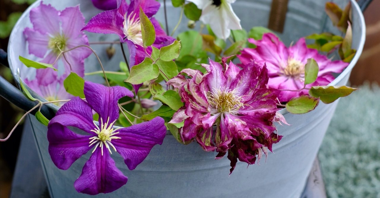 季節花人 | Shoko Kondo｜note