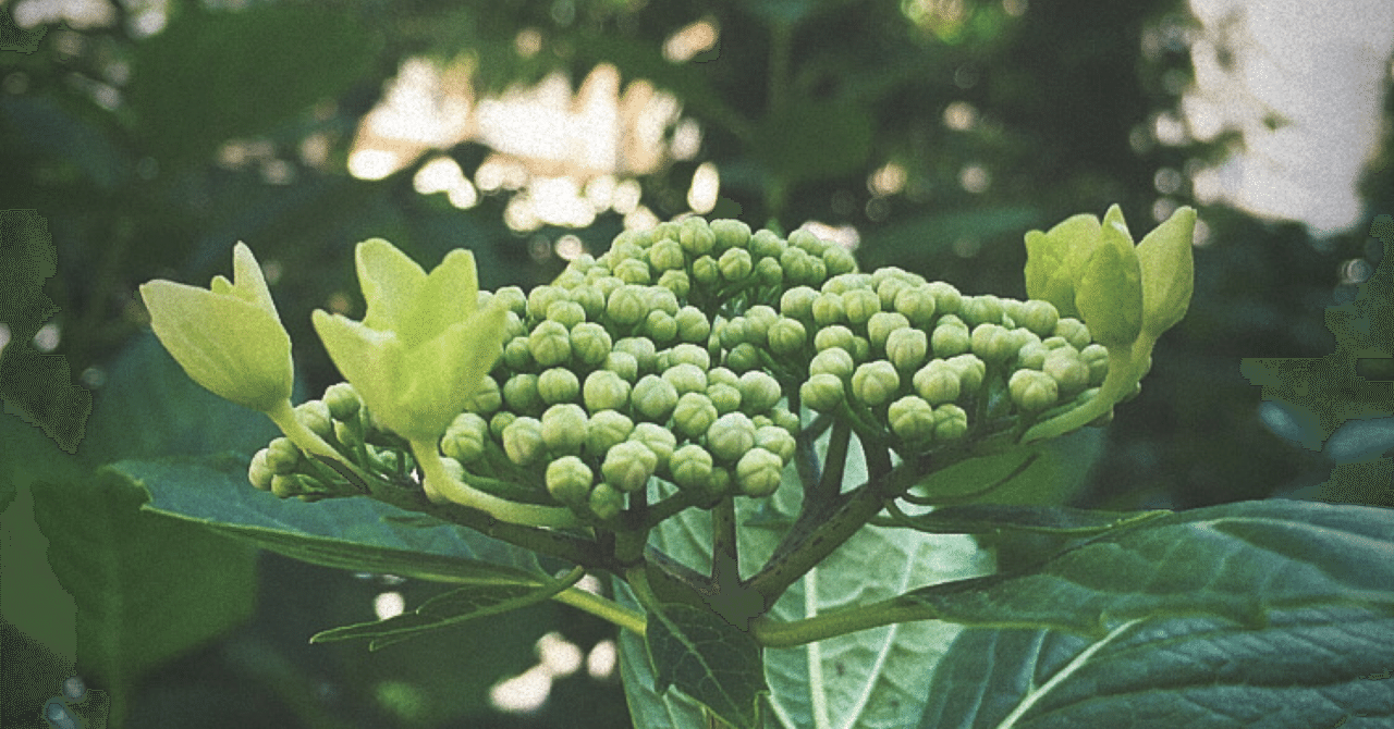 ペキっと｜スギモト ナオシ Naoshi Sugimoto