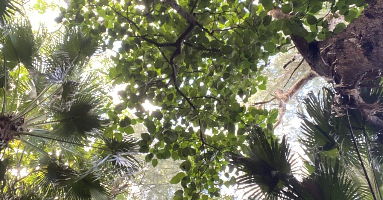 【芸術の秋｜沖縄タイムス唐獅子⑨2011年11月28日掲載】｜Naoko Uchima