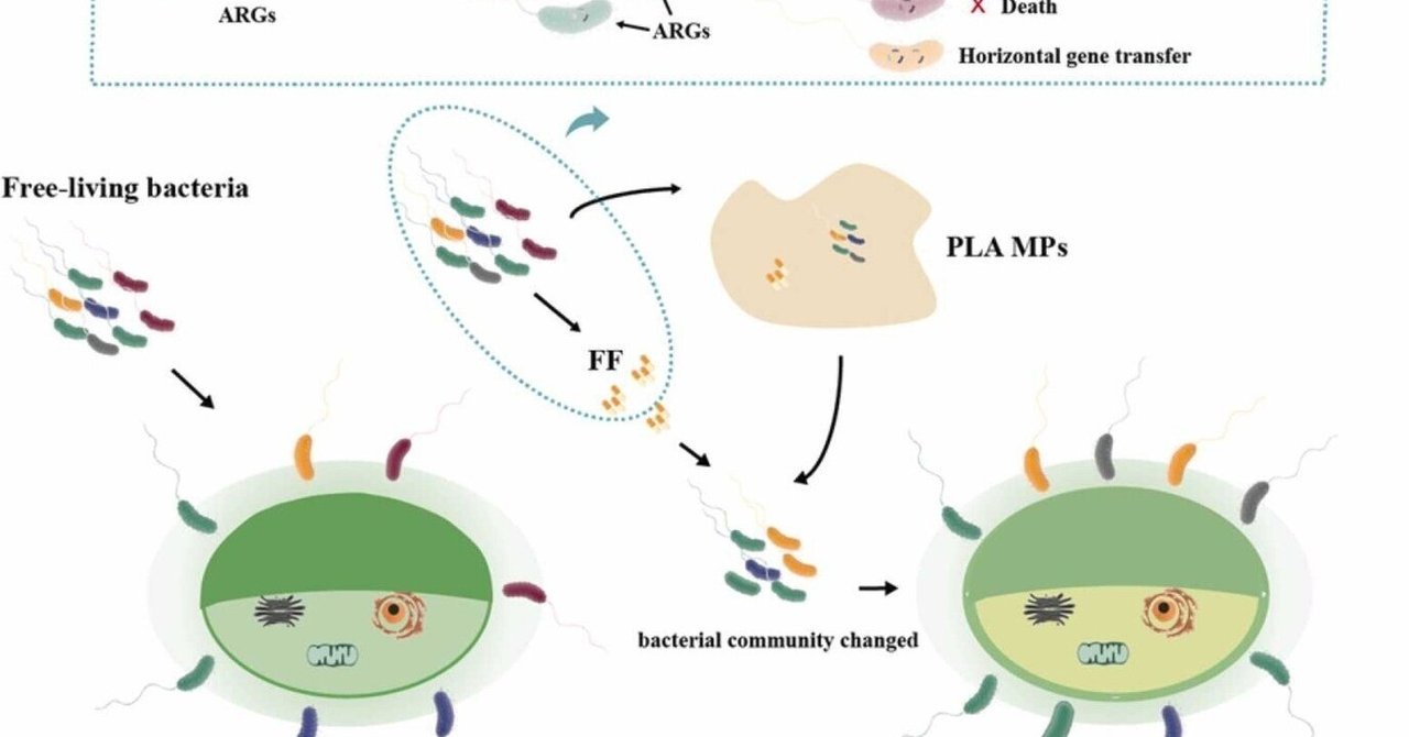 マイクロプラスチックと抗生物質がchlorella Pyrenoidosaの植物圏における特定細菌のコロニー形成と抗生物質耐性遺伝子を増殖させ