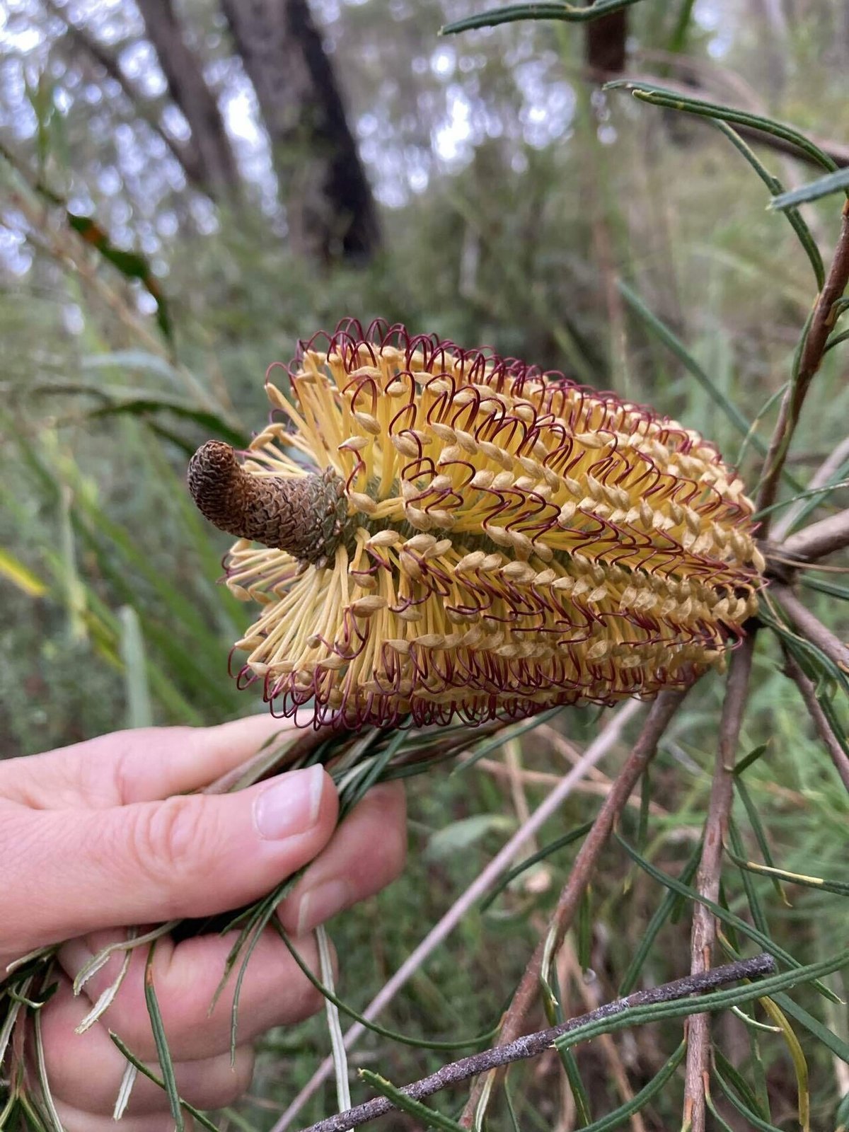 海外放浪旅#3 シドニー🇦🇺でworkaway体験記②（リアル評価）｜ERI 世界放浪フリーランス