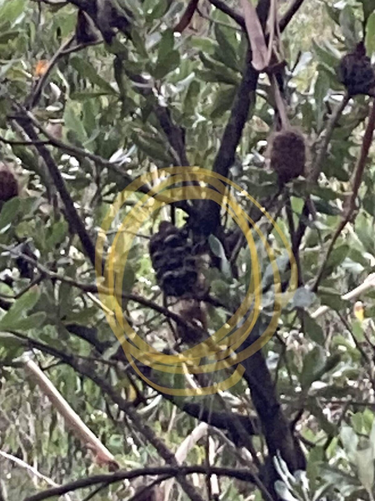 海外放浪旅#3 シドニー🇦🇺でworkaway体験記②（リアル評価）｜ERI 世界放浪フリーランス