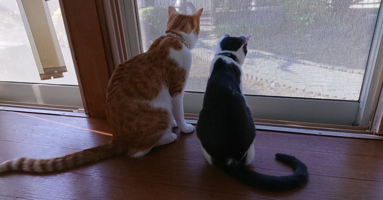 奇跡講座WB実践322 私が放棄できるのは、一度も実在しなかったものだけである｜(Linp&Ruru)本当の自分を知り、本当の自分として生きる