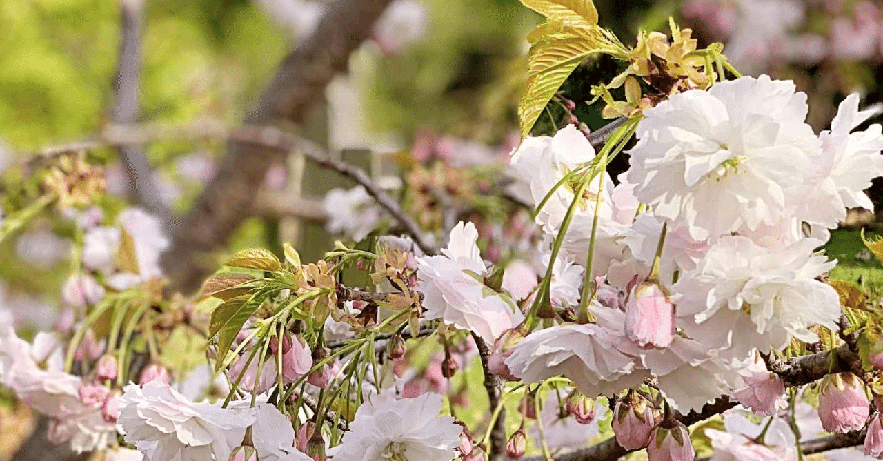 koichi_kodama｜note