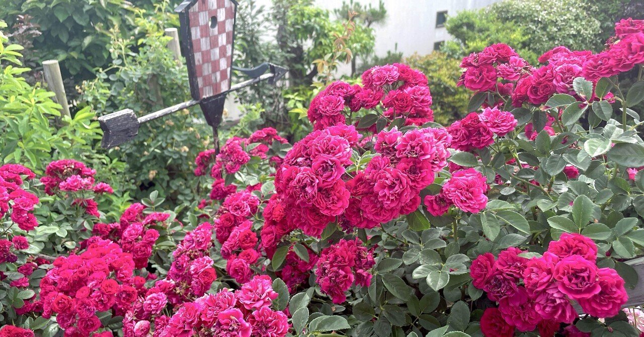 テスト｜Manami Kaji