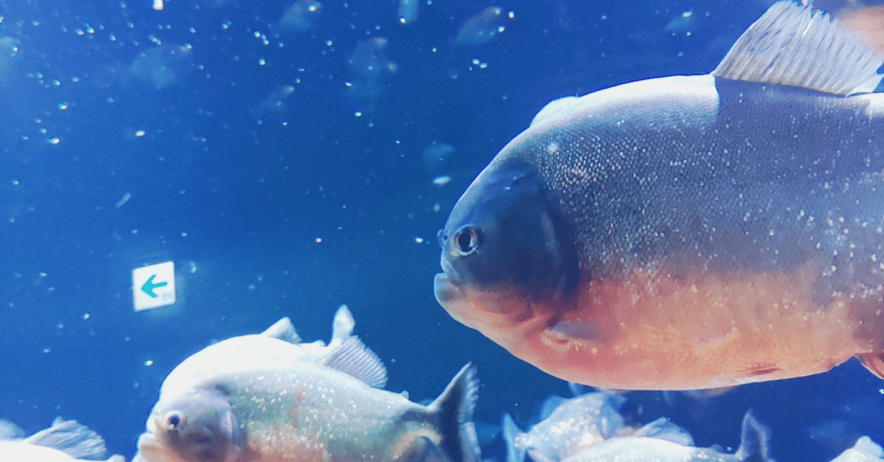 古沢広祐（Furusawa Koyu）｜note