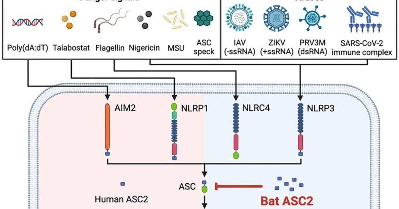 Bat ASC2が炎症性疾患を改善する。｜哉百名